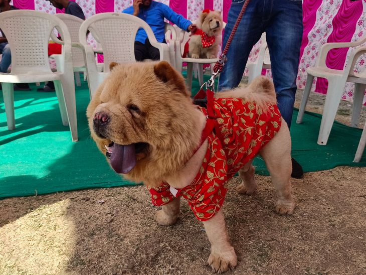 A dog show held in Navsari saw 32 dogs of different breeds, the owner ...