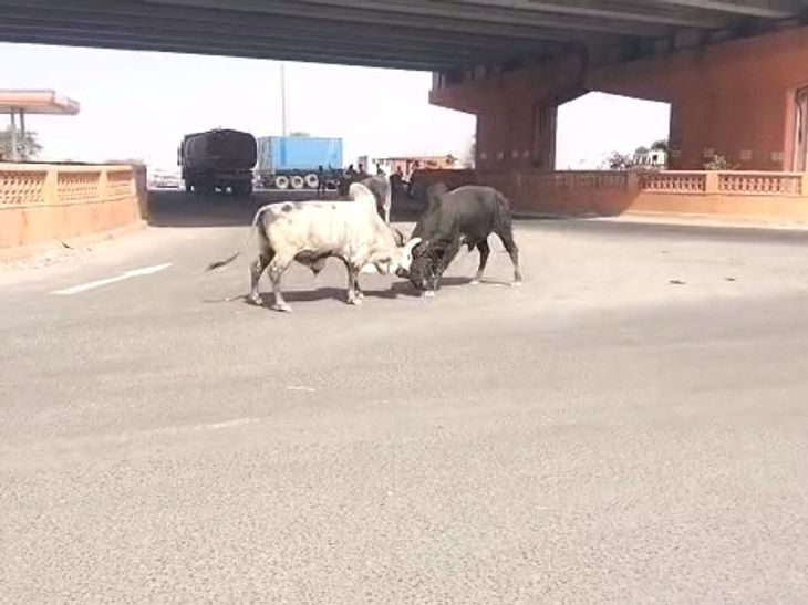 Ankhla Yaddha created an atmosphere of fear near Varsana Char Rasta in ...