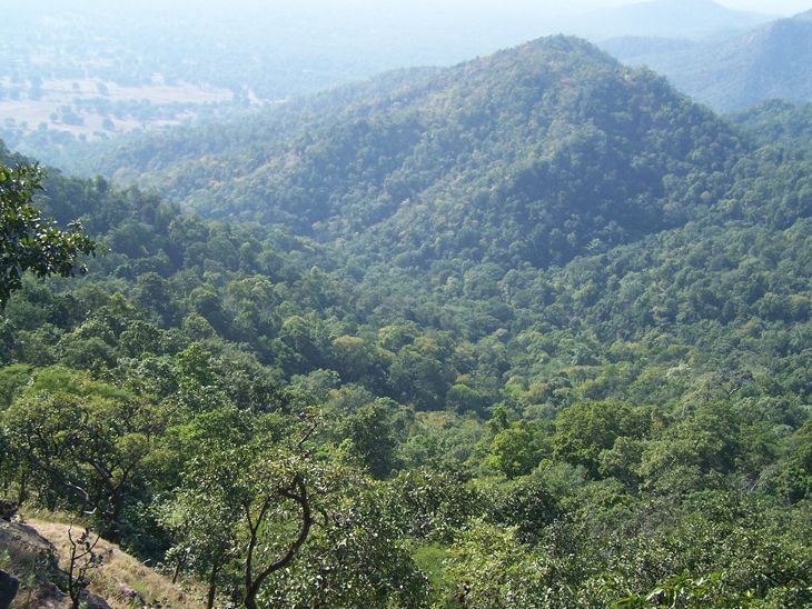 An estimated 55 lakh trees of 112 species in the forests of Ratan Mahal ...