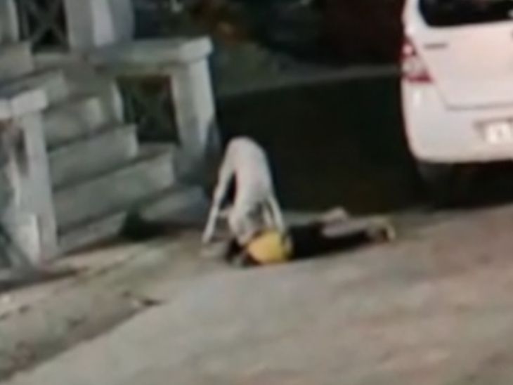 Stray dogs mauled 3 children in Allpad taluk of Surat, the whole ...