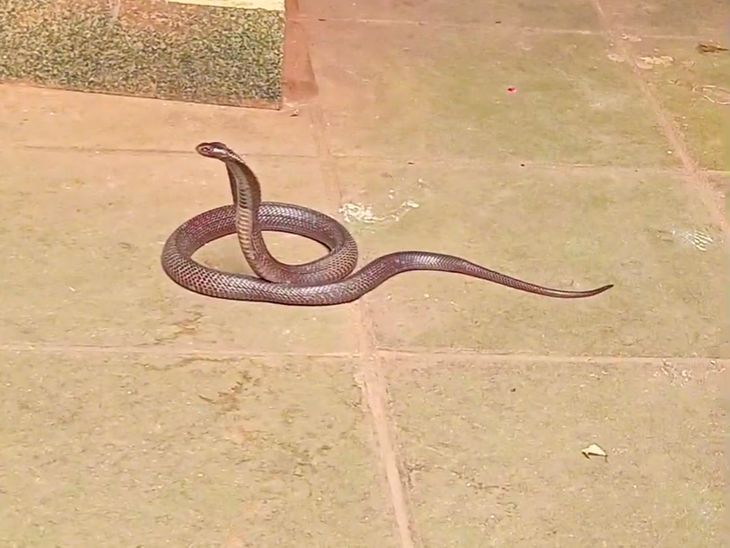 Neelkanth Plaza shopping in Disa, panic among people after snakes; A 5 ...