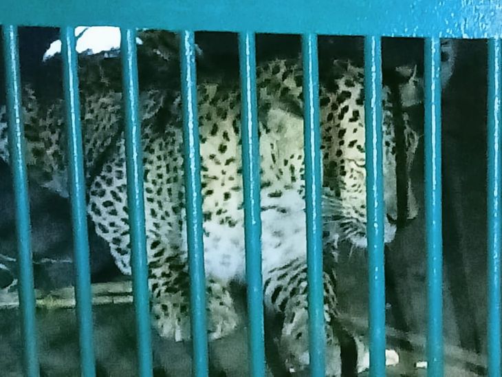 At Ahwa, the old townspeople were greeted with hoofed leopard cages ...