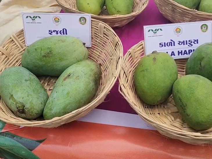 Successful organizing of Mango Festival at Teethal Seashore, Valsad ...