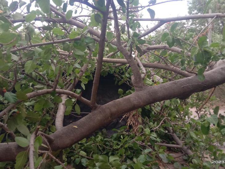 Incidents of tree fall occurred in areas including Halol, Ghongba ...
