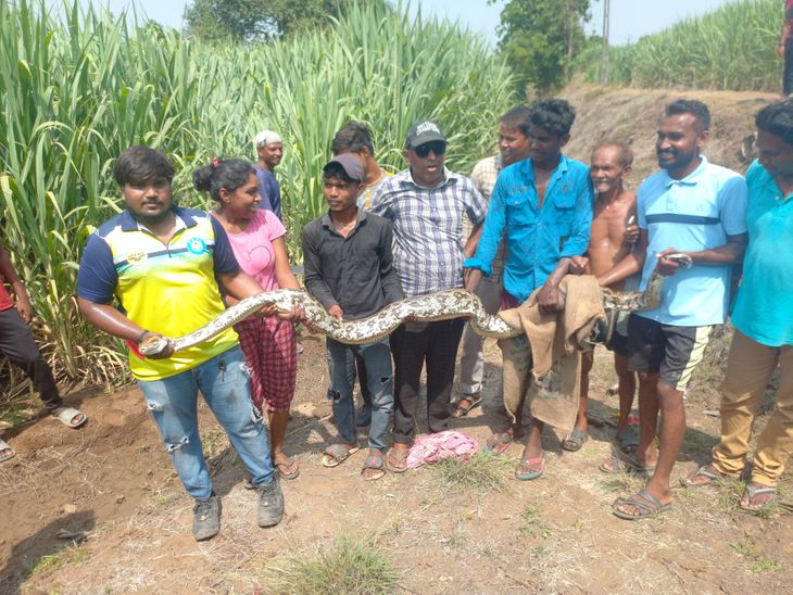 Fear among villagers as giant pythons invade Bardoli forest area; The ...