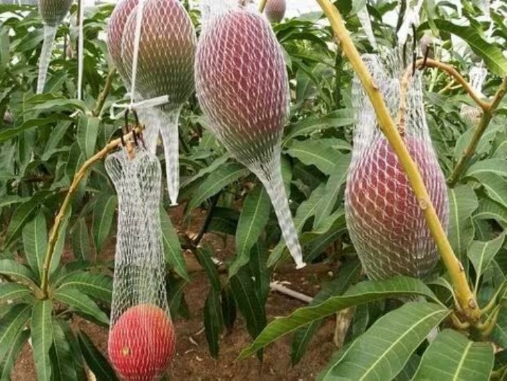 The price of 1 kg of mango is 2 lakh 70 thousand rupees, 1 mango is 10 ...