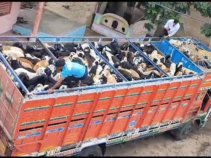 One's truck with cruelly loaded goats seized from Nandigram mound in ...