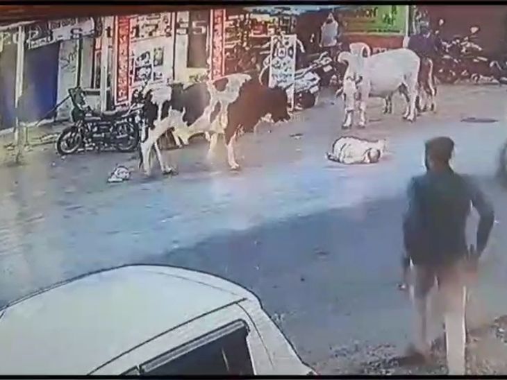 Old man was gored by a bull near Valsad Ghadoi Gate, life was saved ...