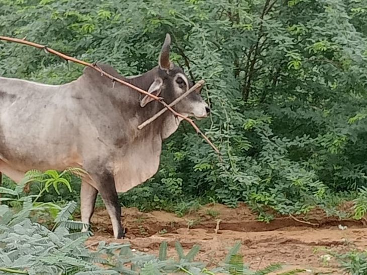 In Duva village of Tharad taluk, someone spade on Nandi's face, causing ...