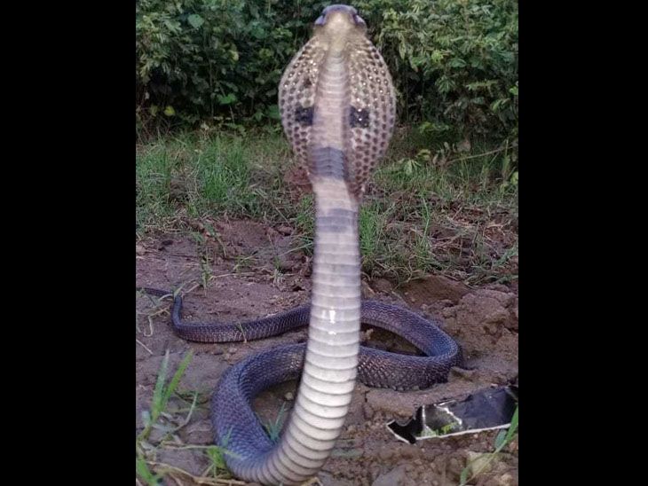 12 of the 58 species of snakes in the state in Ankleshwar | વિશ્વ સર્પ ...