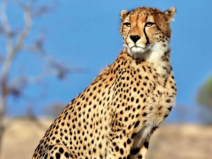 Cheetah-Pig Satyagraha of Kutchis