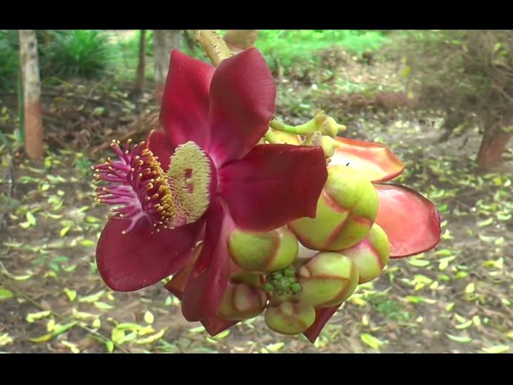 The flowers that devotees go around in search of the fragrant flowers ...