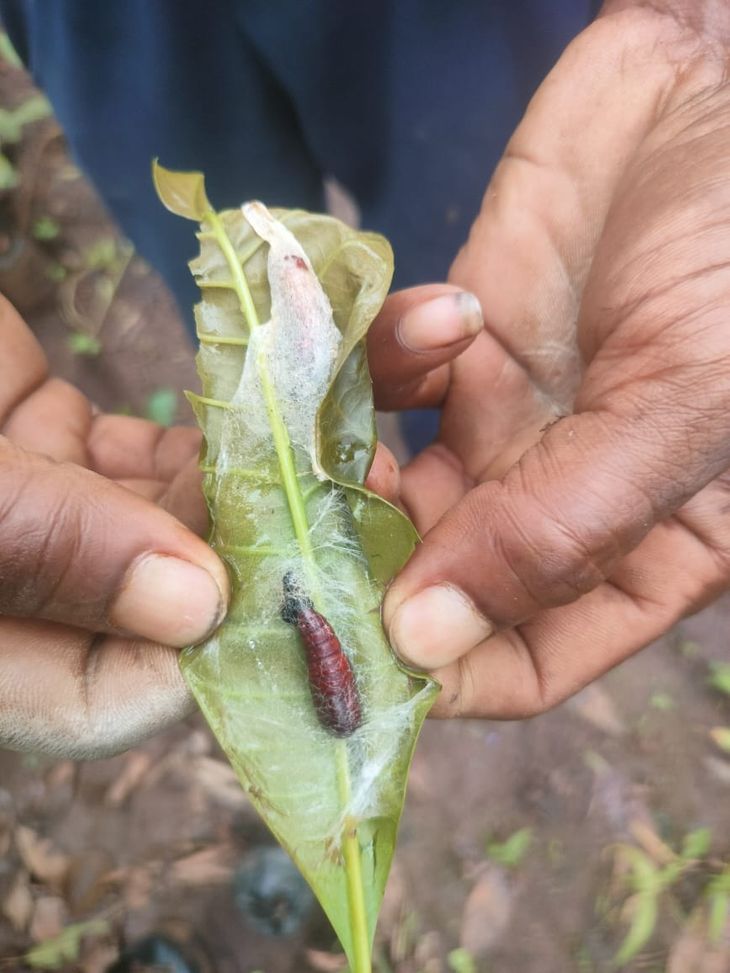 Destruction of green leaves of trees by caterpillars | ઇયળના ત્રાસથી ...