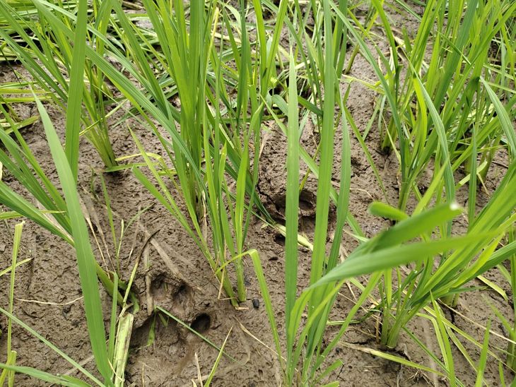 A leopard hunted a calf in Ambapani of Vansda taluka | વાછરડી ઉપર હુમલો ...