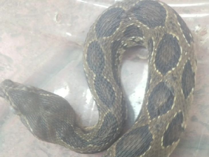 A snake fell into a well at Morthana village, the snake was rescued by ...