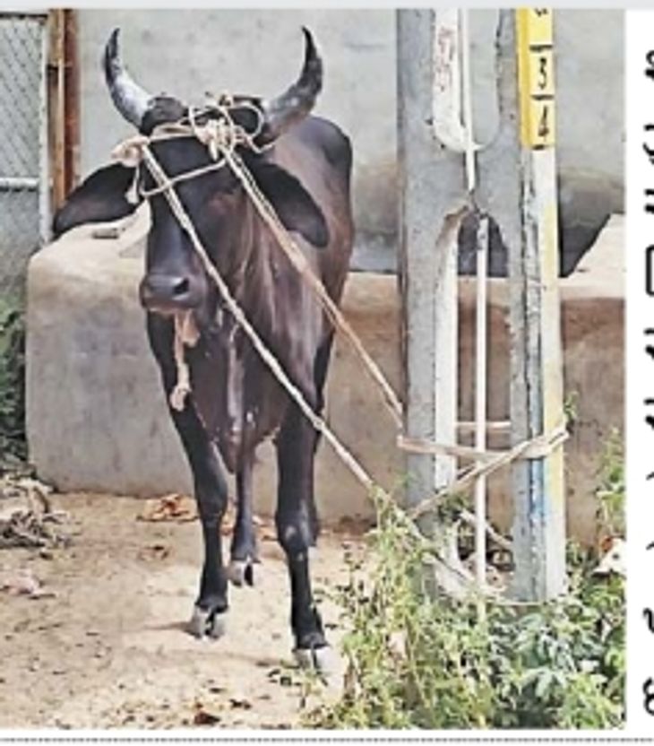 People caught the mischievous cow on Tawadia road and tied it to a ...