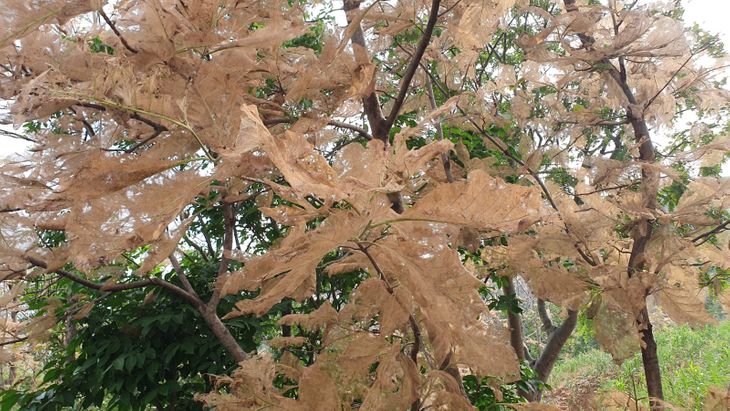 In Naswadi villages, teak trees are stripped of leaves by caterpillars ...
