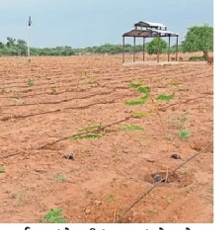 Plantation of 11000 trees using drip irrigation system in 25 bigha ...
