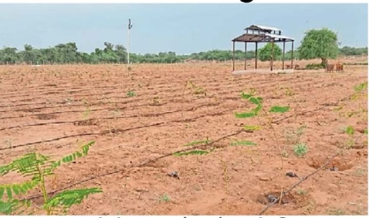 Plantation of 11000 trees using drip irrigation system in 25 bigha ...