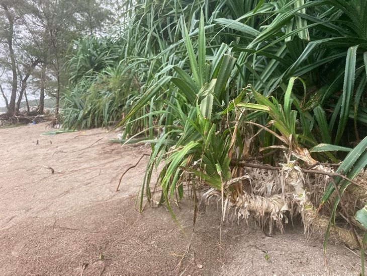 In the coastal area of Umargam, maximum number of kevada bushes have ...