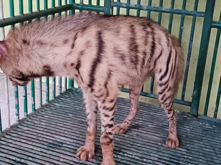 Volunteers treated the sick wild animal Zarakh near Haripar village of ...