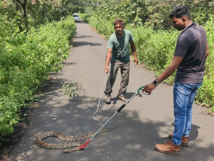 A giant python crawled into a farm pond; He was successfully rescued by ...