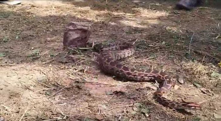 The family was scared to see the baby python crawling near the house ...