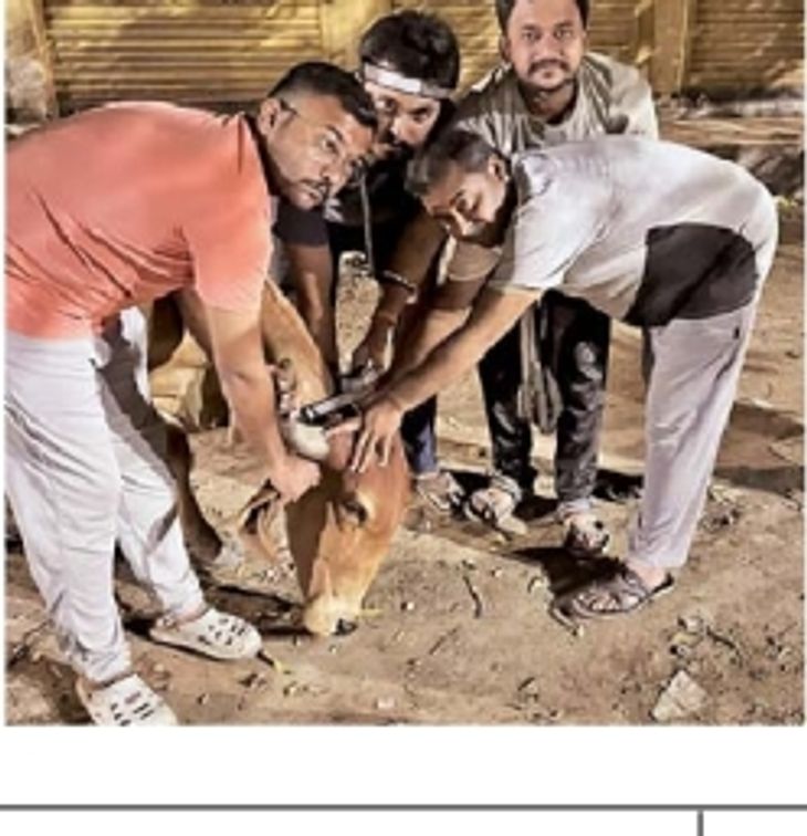 Radium belts were installed in Kundla to protect stray cattle from ...