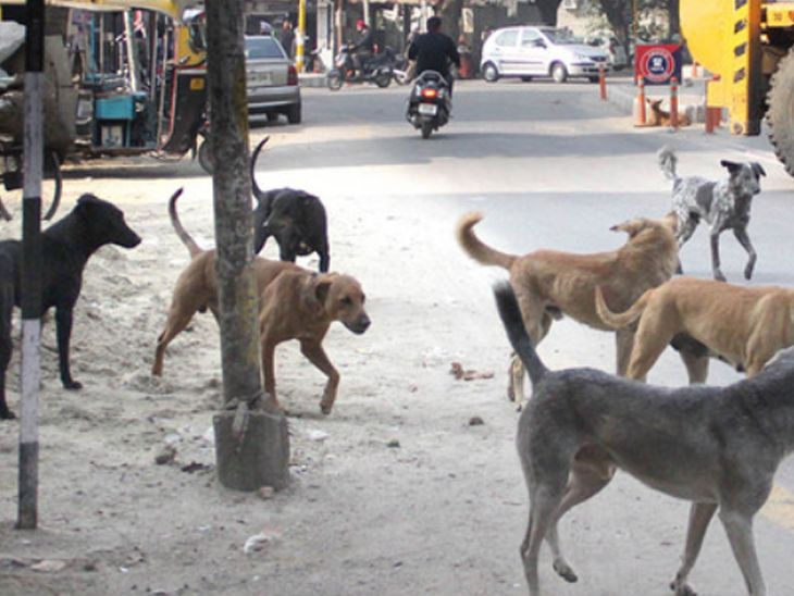 The problem of stray dogs is becoming alarming, the system estimates ...