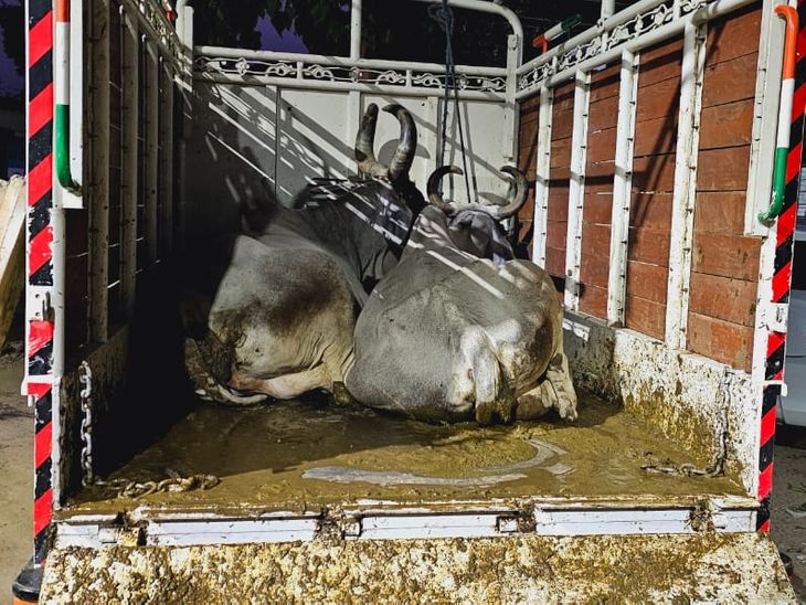 Saved the cows being taken to the slaughter house | કતલખાને લઈ જવાતી ...