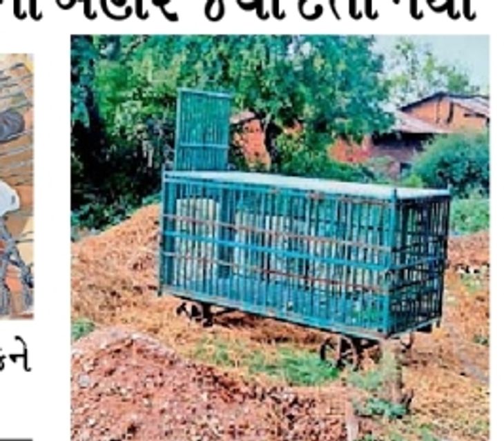 In Balisana, Prantij, Kapiraj gave birth to 8 people in two days ...