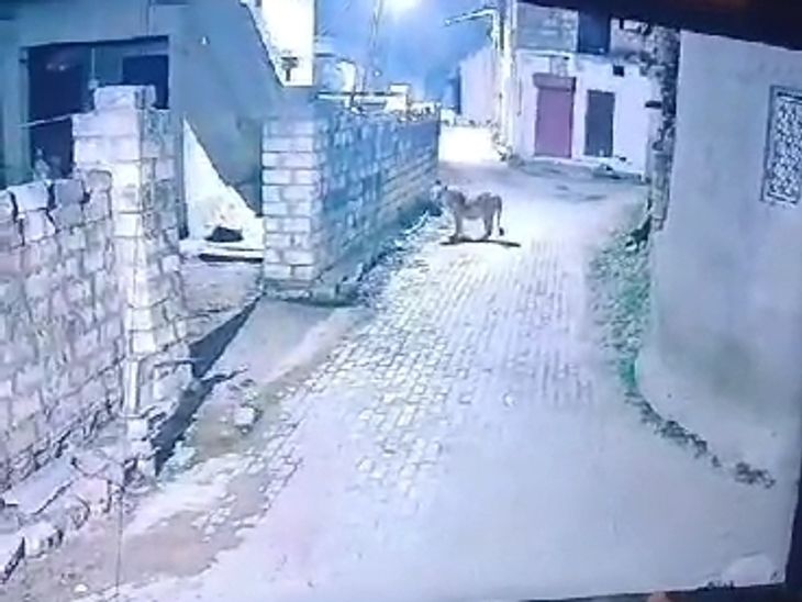 In the chora of Kansari village of Una, a lion came and caused havoc ...