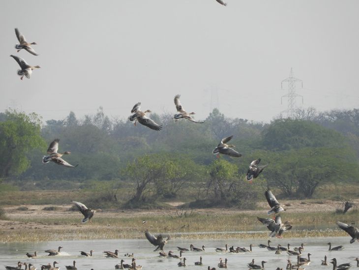 Pariage Lake, home to the stork bird, became a tourist destination for ...