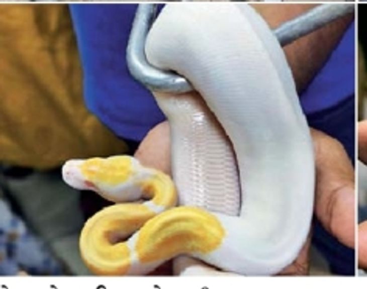 These rare species of snakes were sent back to Bangkok | આ દુર્લભ ...