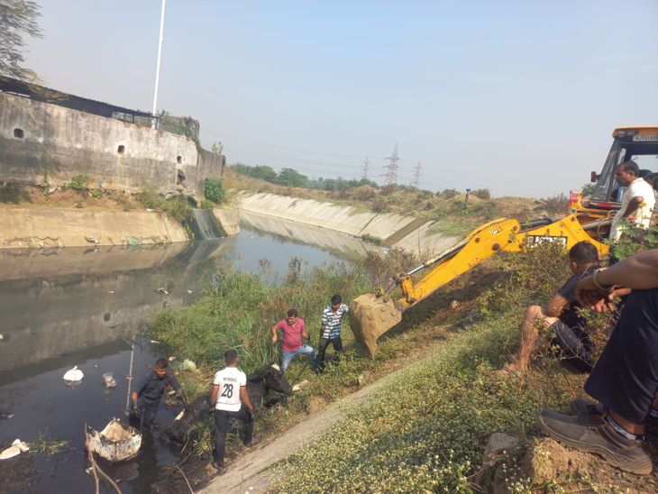 A cow trapped in the drain was saved by Vapi's chharwara | રેસ્ક્યુ: વાપીના છરવાડાથી ગટરમાં ...