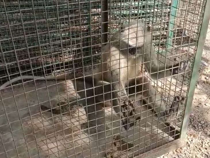 The villagers breathed a sigh of relief when Kapiraj, who had been ...