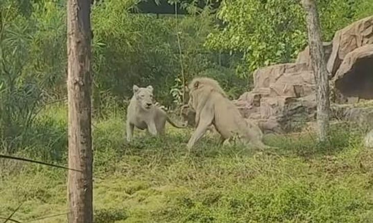 Unrang Utang, Jaguar and White Lion taken on Jungle Safari from Dubai ...
