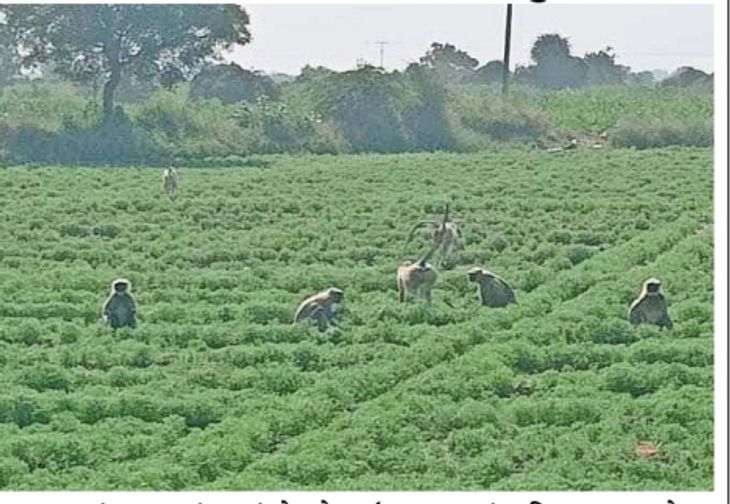 Damage caused by monkeys uprooting cumin crop in Sidhada | ખેડૂતો ...