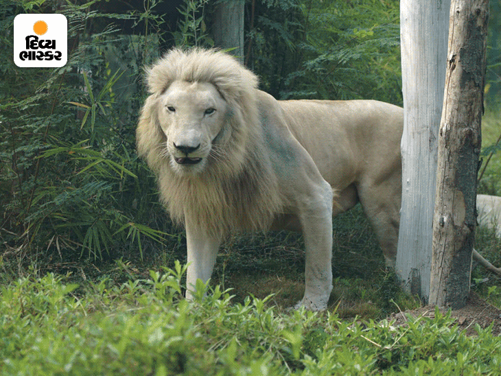 Arrival of 3 new exotic animals in SOU | કેવડિયાના ઝૂમાં 3 નવા વિદેશી ...