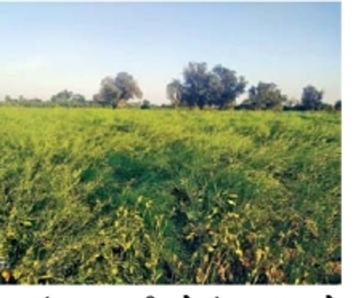 Pest infestation of Raida crop in Chanasma district | ખેડૂતો ચિંતિત ...