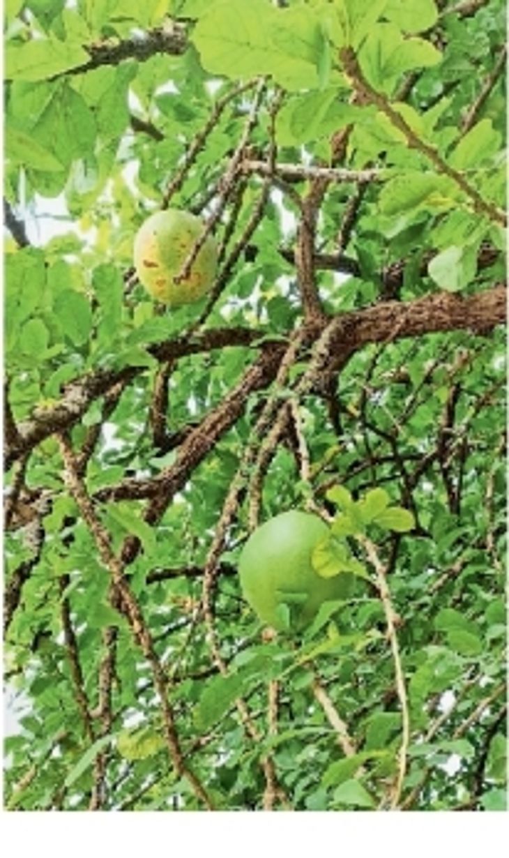 Ravanabeel tree, ranked among the most poisonous trees in the world, at ...