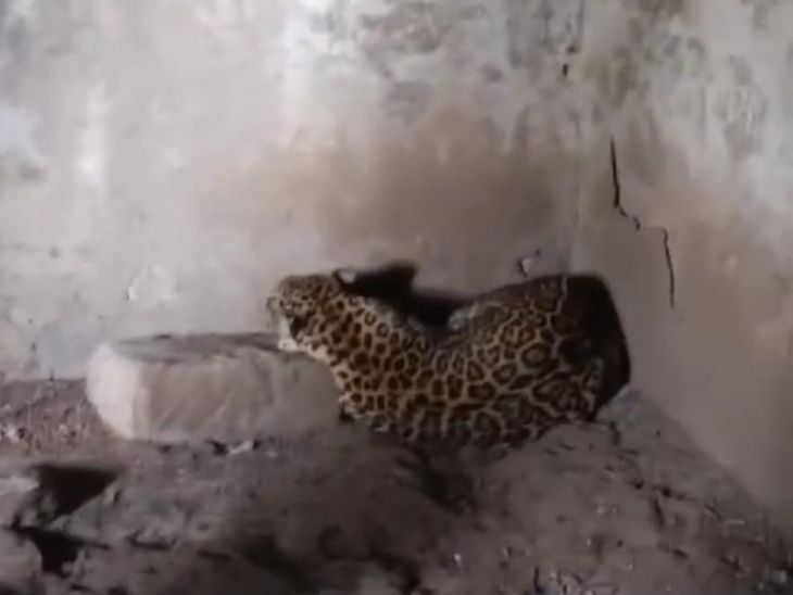 A video of a leopard sitting in a room came to light in Talgana village ...