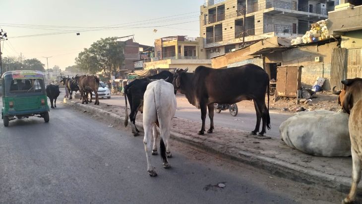 In Jambusar city, herdsmen are having fun, urbanites are suffering from ...