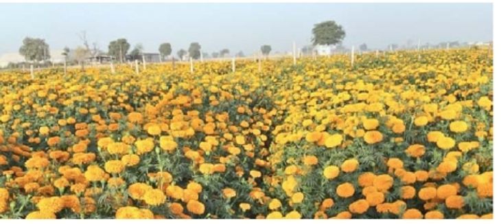 Farmers got double price of galgota for Sri Ram Mandir life prestige ...