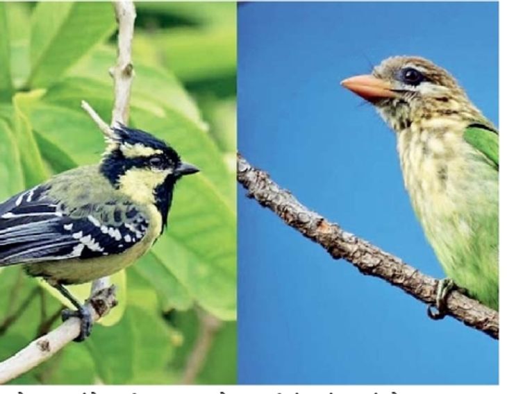 A note on the Ramchakali, a new bird species in the National Park ...