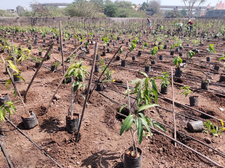 The Miyawaki Forest Method can plant a variety of plants and trees very ...