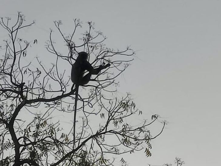 Kapiraj terror in Ambaji Nelia area of Patan, more than four people ...