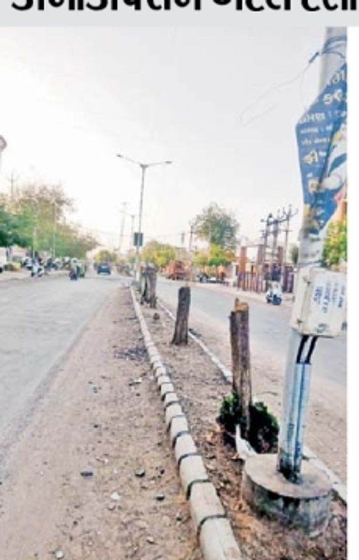 In Kalol's Panchvati, the green trees planted on the divider were ...