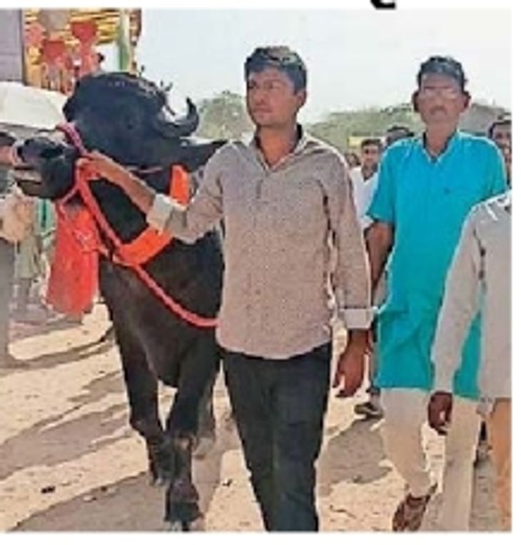 A one crore pado became the center of attraction at the Luwana fair in ...