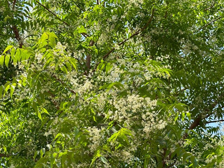 Ayurveda doctor said- Consuming neem flower juice in Chaitra month ...